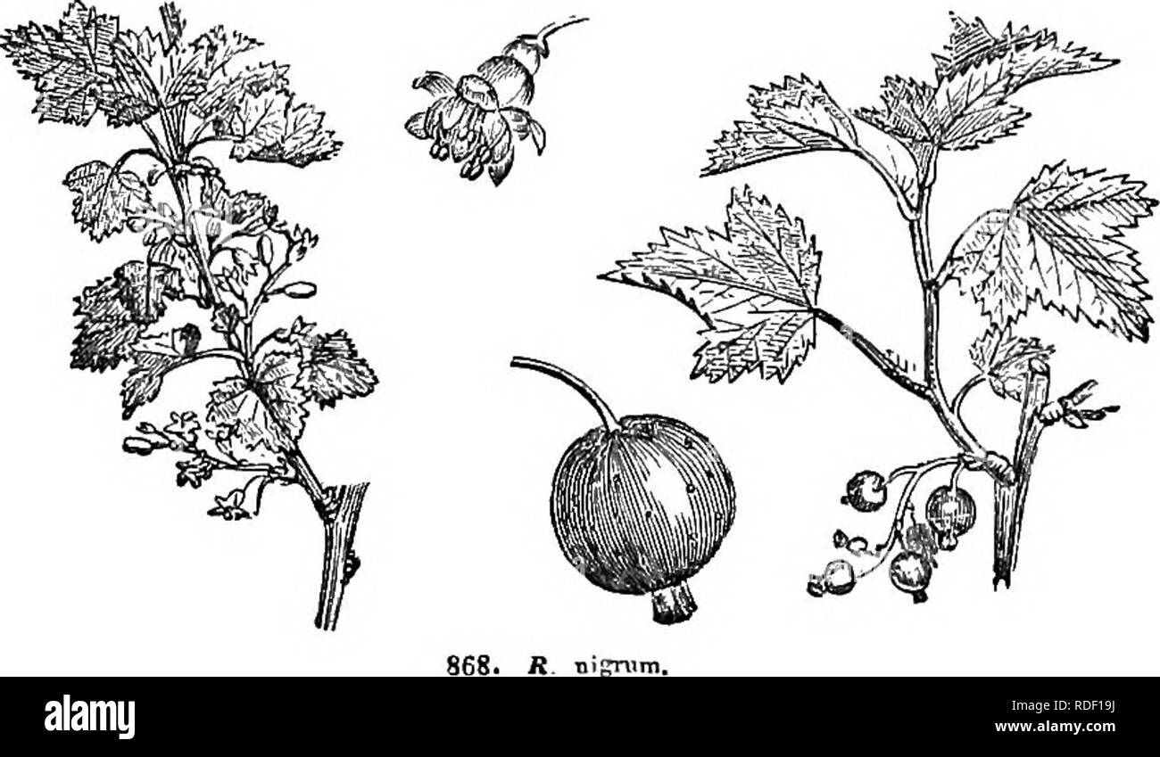 R rubrum Black and White Stock Photos & Images - Alamy