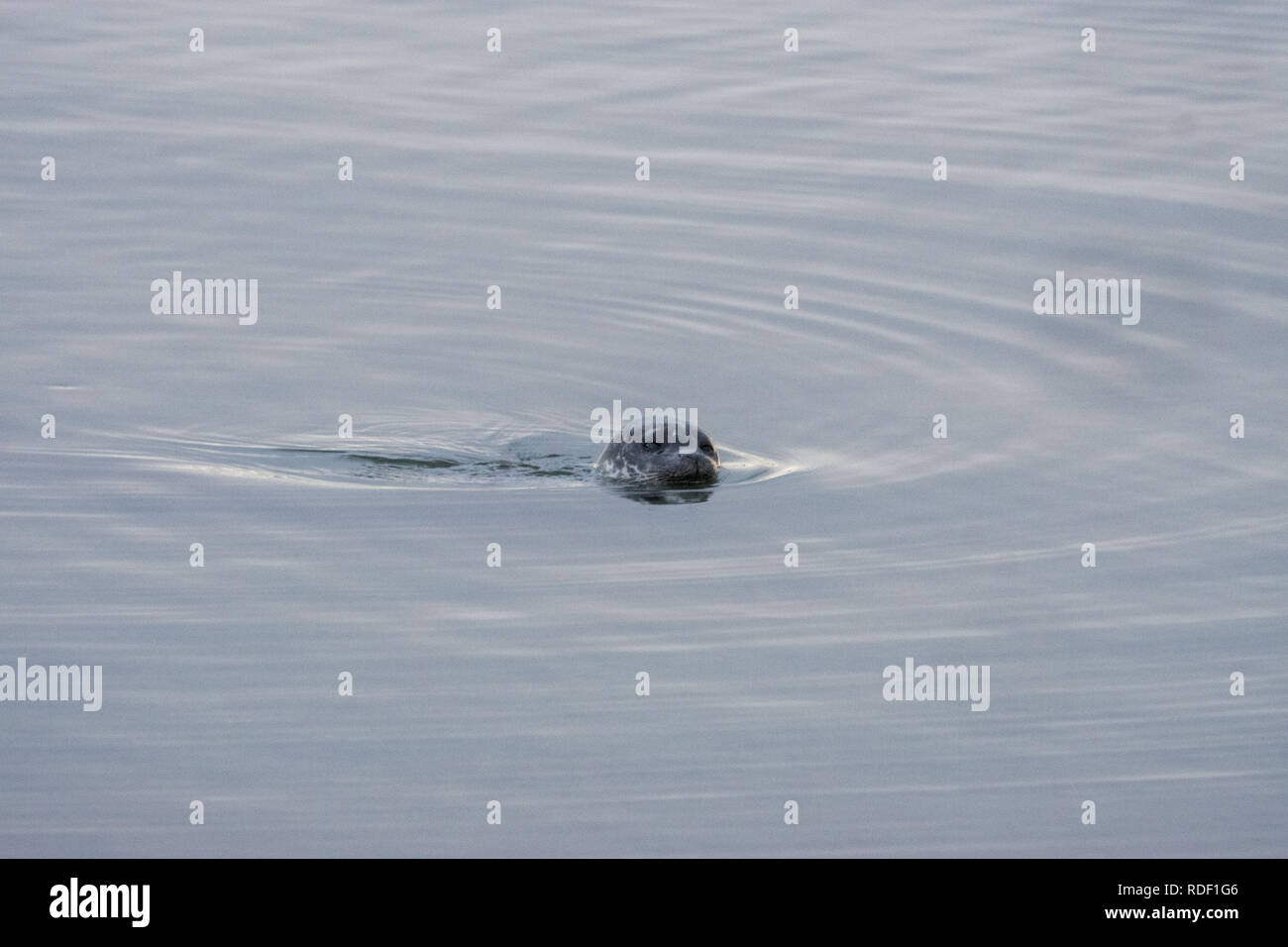 Schwimmende Robbe in Island Stock Photo - Alamy