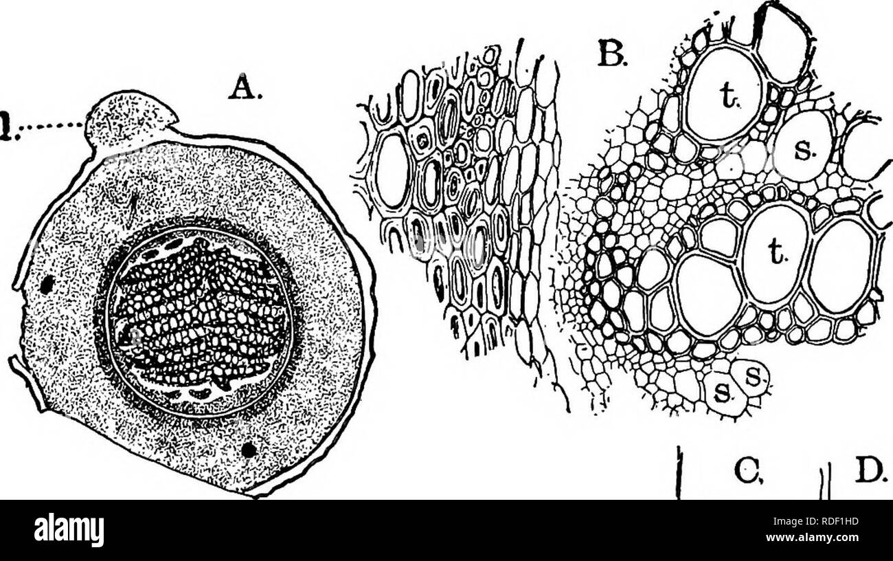 . The structure and development of mosses and ferns (Archegoniatae ...