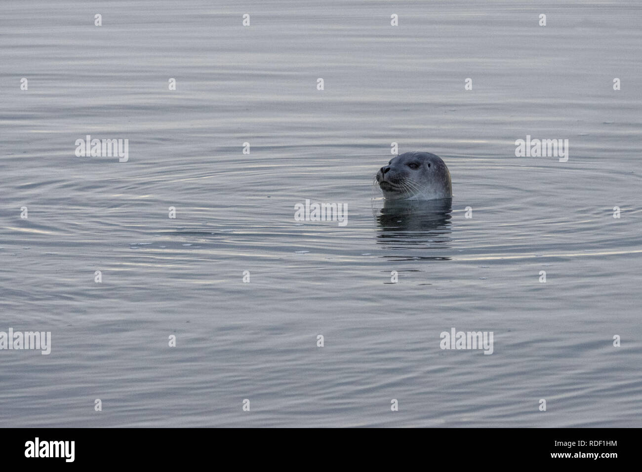 Robbe in Island Stock Photo - Alamy