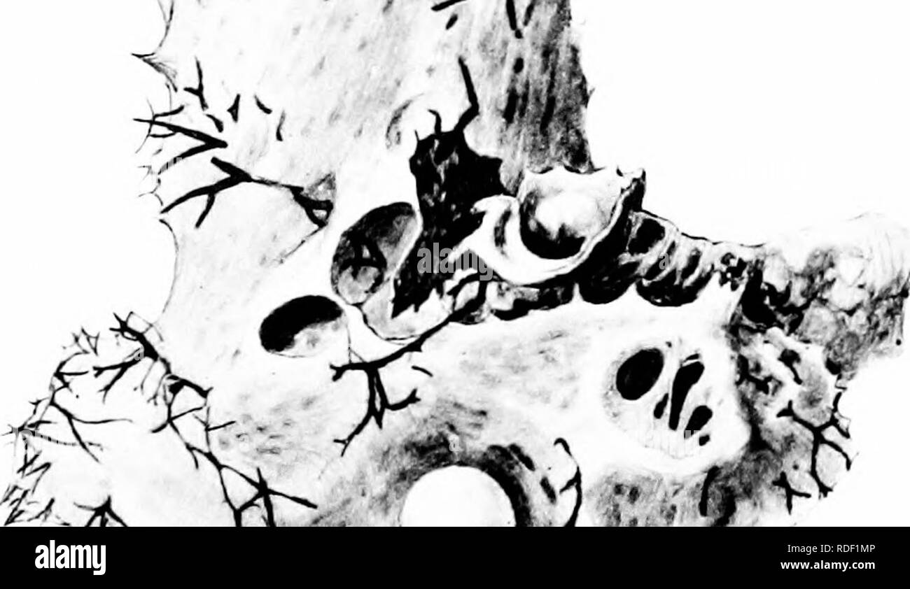 Sponges identification Black and White Stock Photos & Images - Alamy