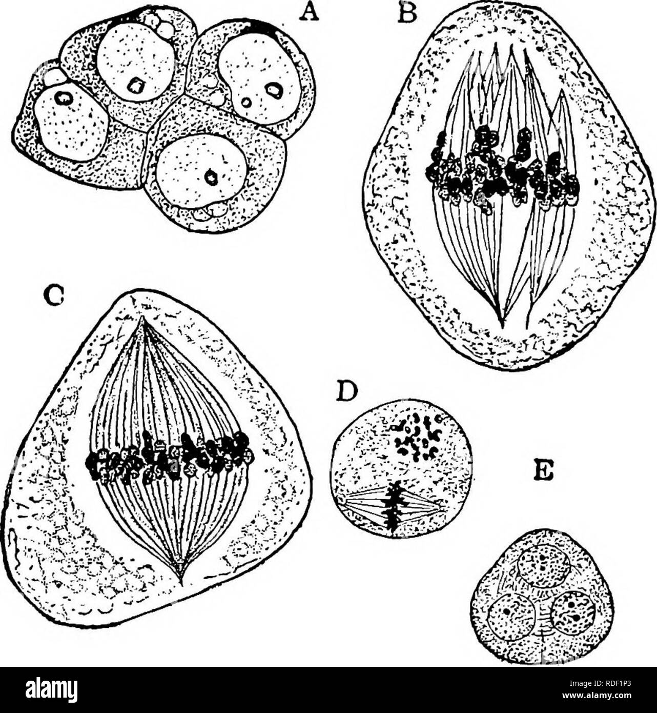 Spindle cells Cut Out Stock Images & Pictures - Alamy