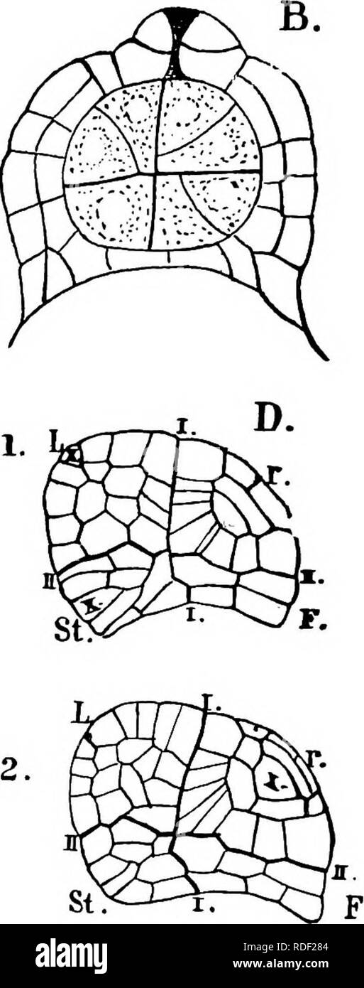 Transverse section of a plant root hi-res stock photography and images ...