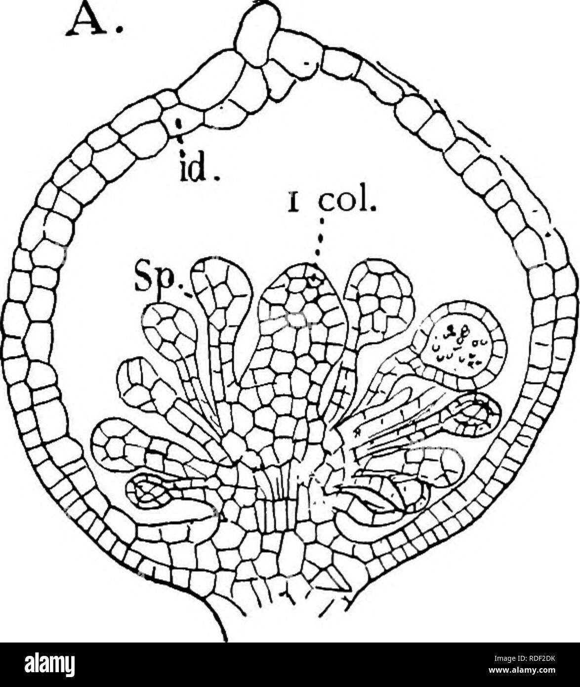 Spore former Black and White Stock Photos & Images - Alamy