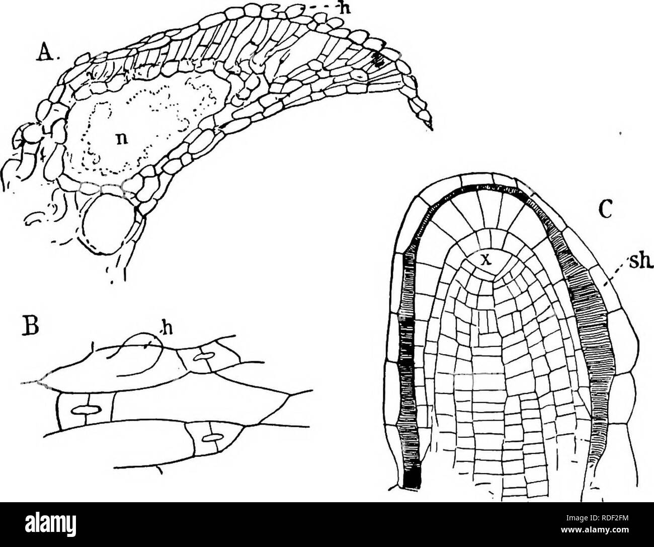 Secondary Cell Wall High Resolution Stock Photography and Images - Alamy