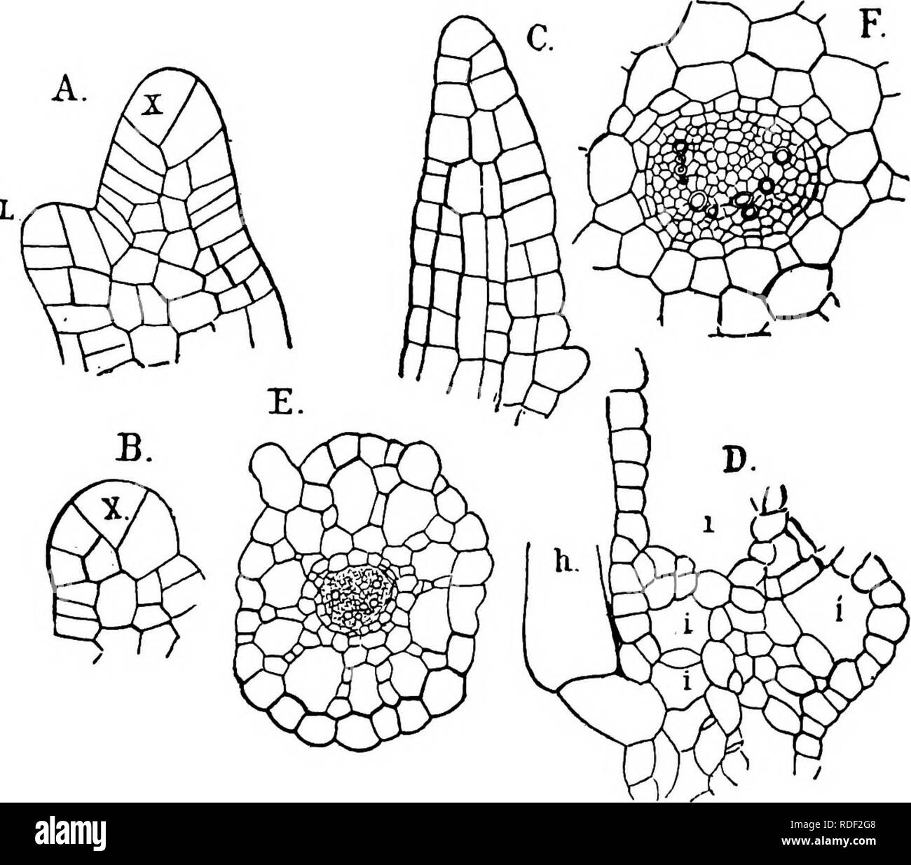 . The structure and development of mosses and ferns (Archegoniatae ...