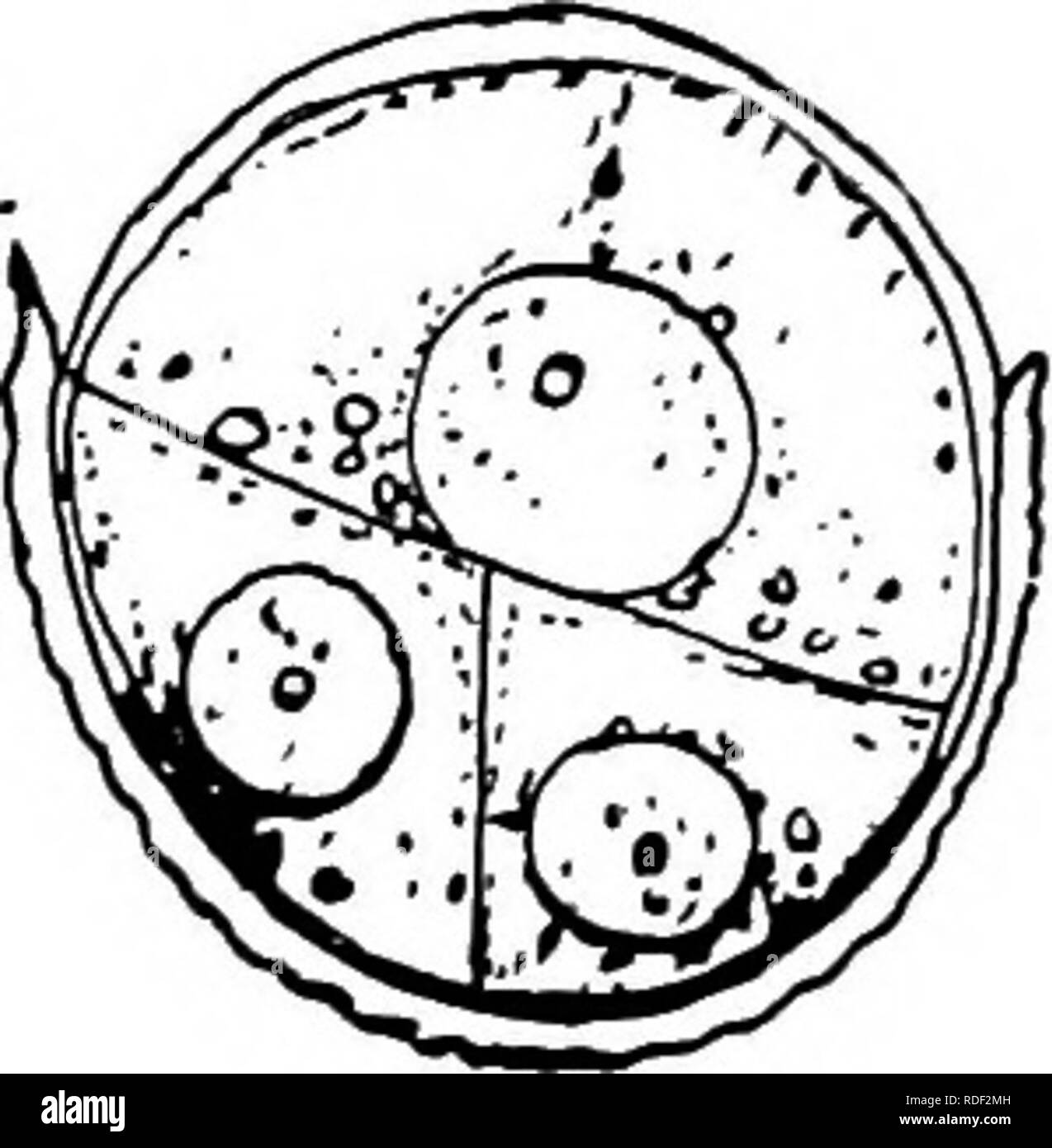 . The structure and development of mosses and ferns (Archegoniatae ...