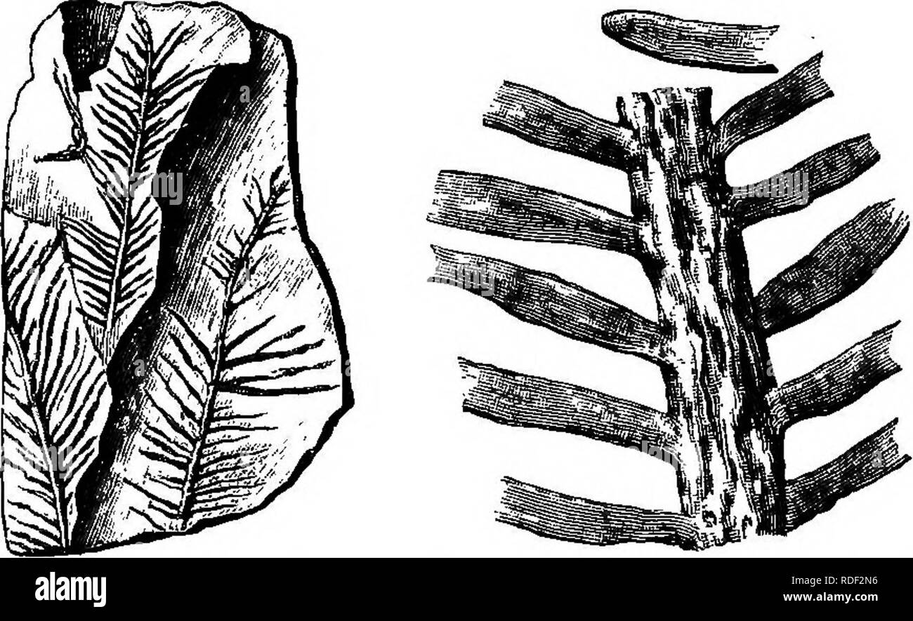 . The geological history of plants. Paleobotany; 1888. 62 THE ...