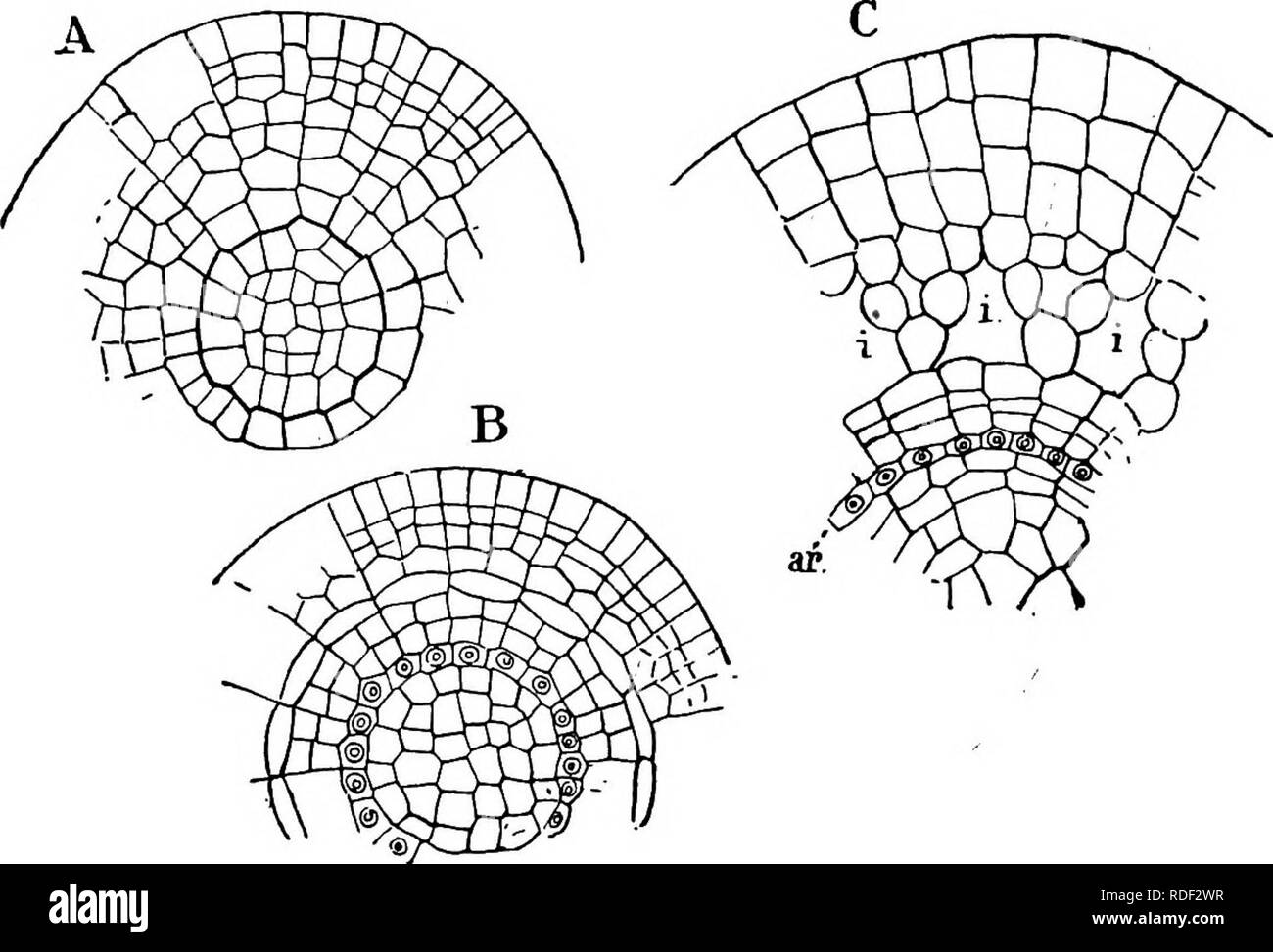 . The structure and development of mosses and ferns (Archegoniatae ...