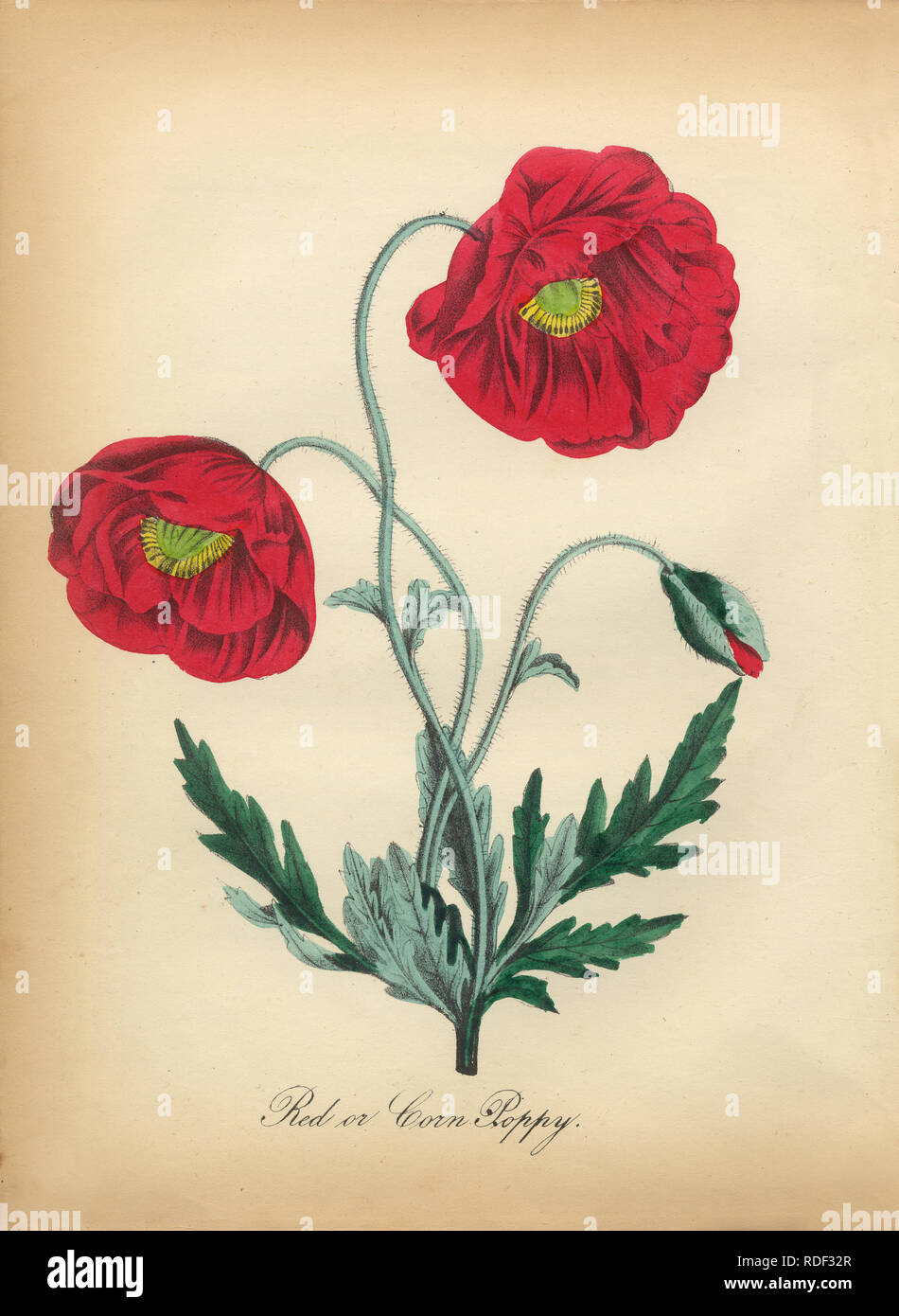Antique Hand-Colored American Victorian Botanical Illustration, Circa ...