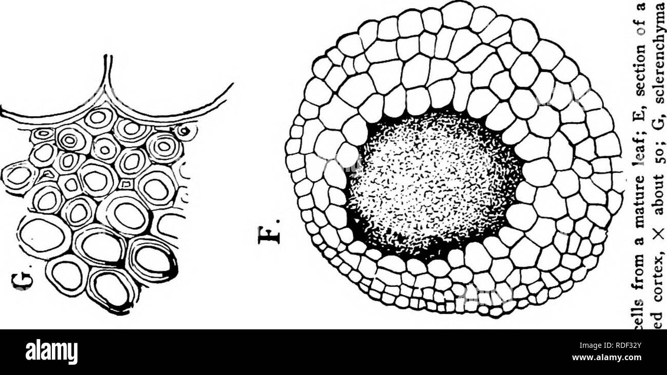 Sphagnales Black and White Stock Photos & Images - Alamy