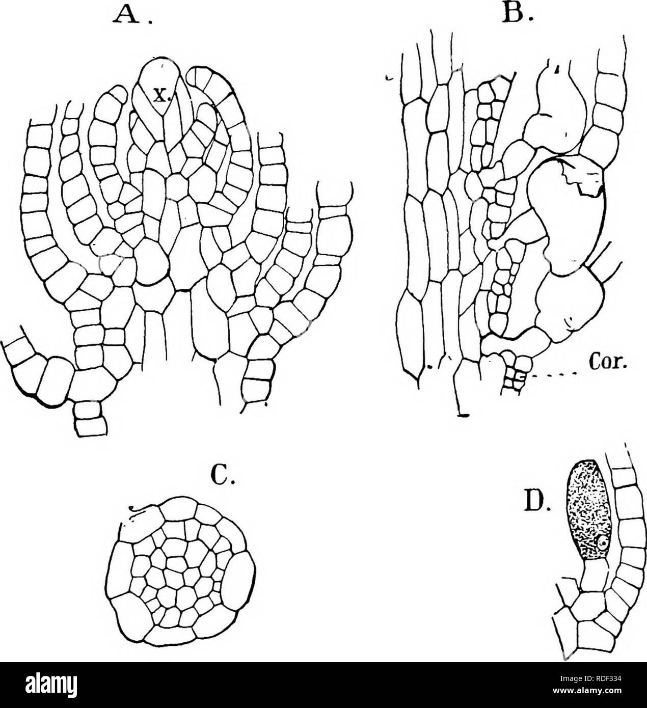 . The structure and development of mosses and ferns (Archegoniatae ...