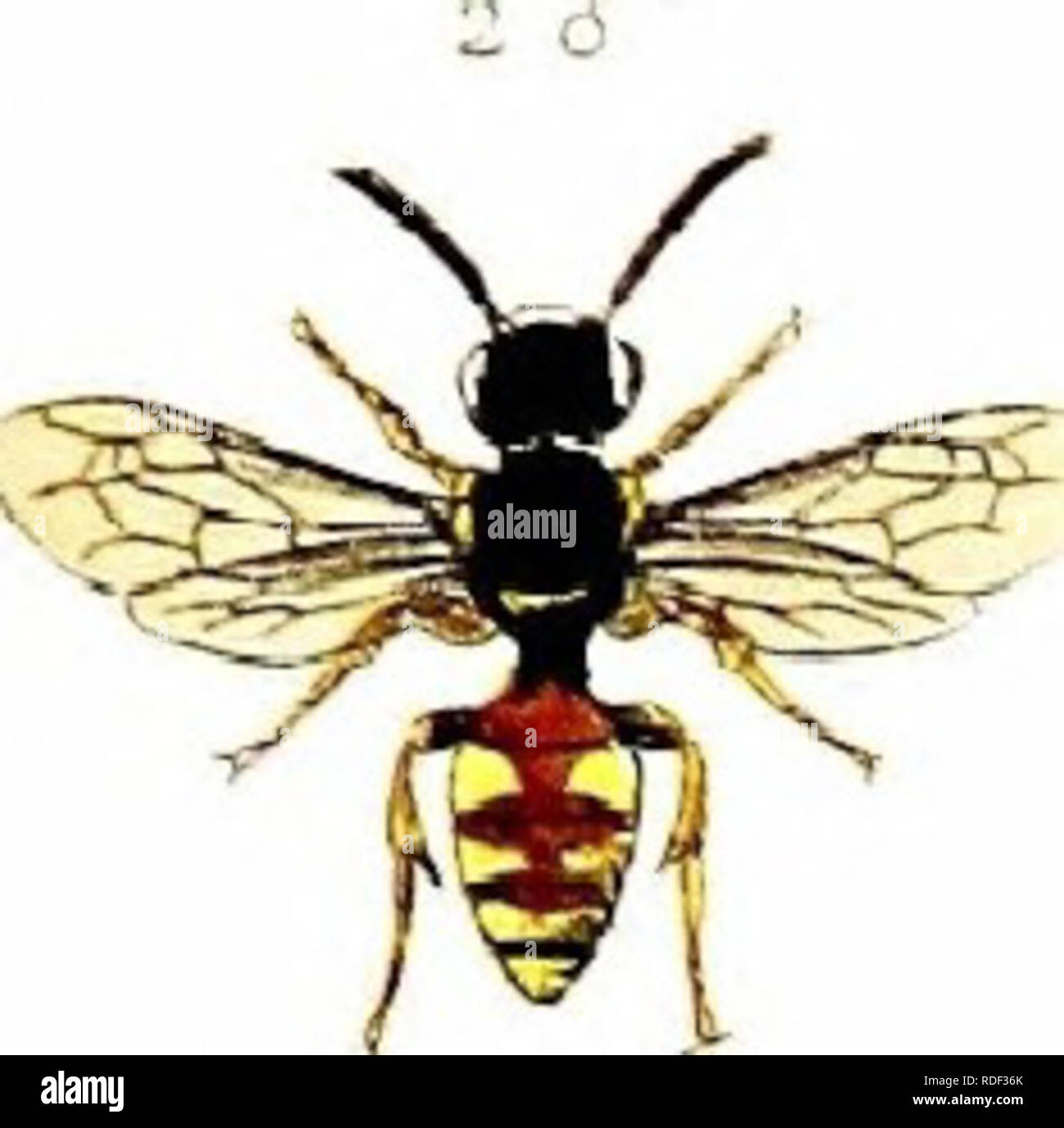 . British bees : an introduction to the study of the natural history ...