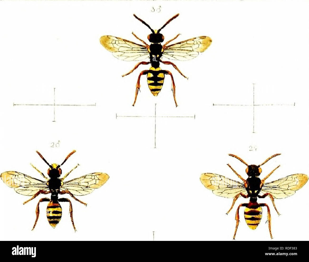 . British bees : an introduction to the study of the natural history ...
