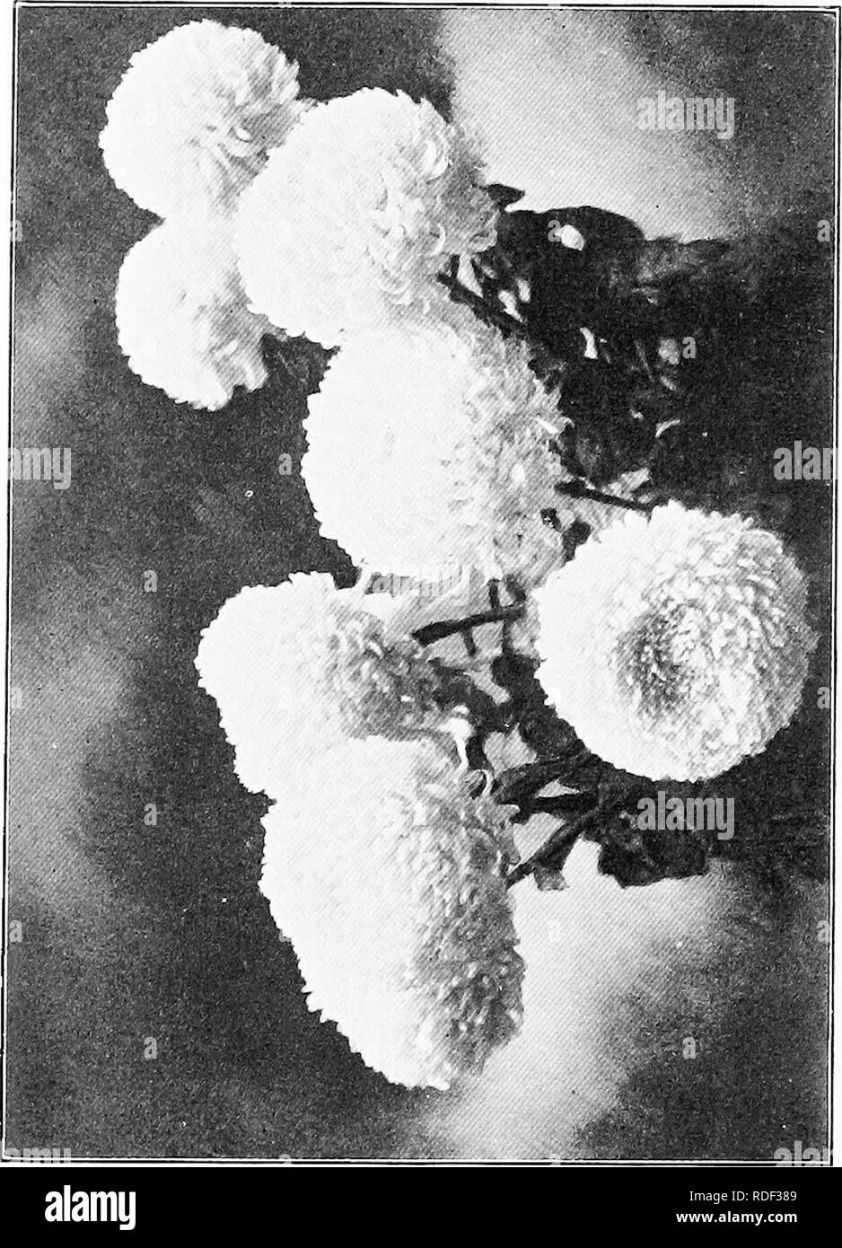 . Flower fables and fancies. Flowers. . Please note that these images ...