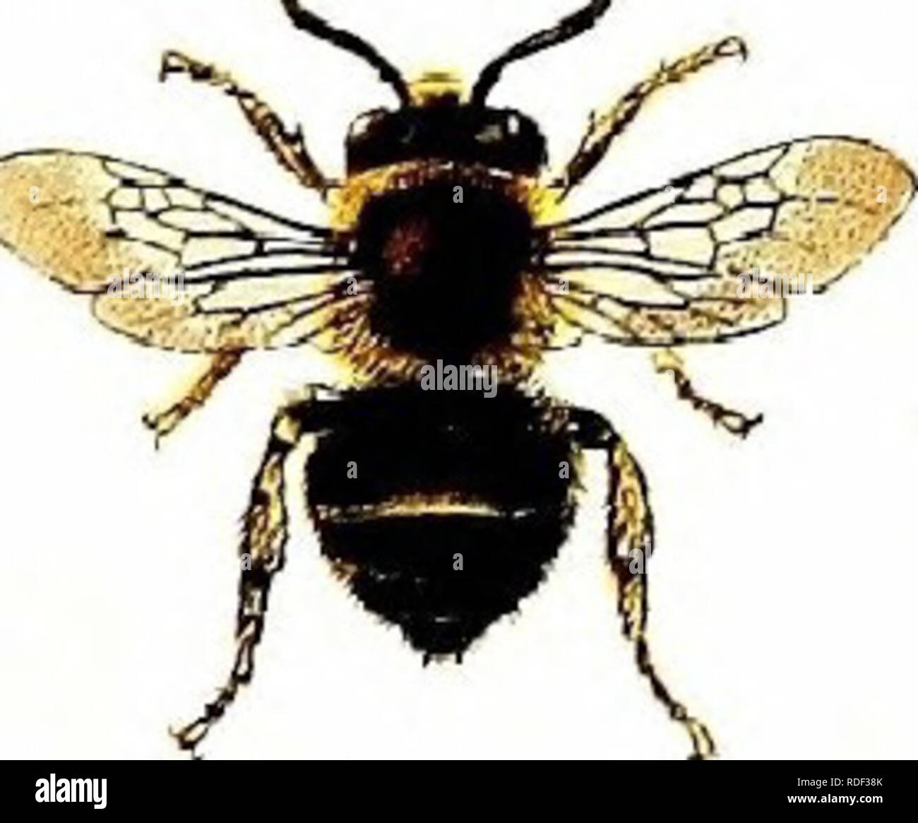 . British bees : an introduction to the study of the natural history ...
