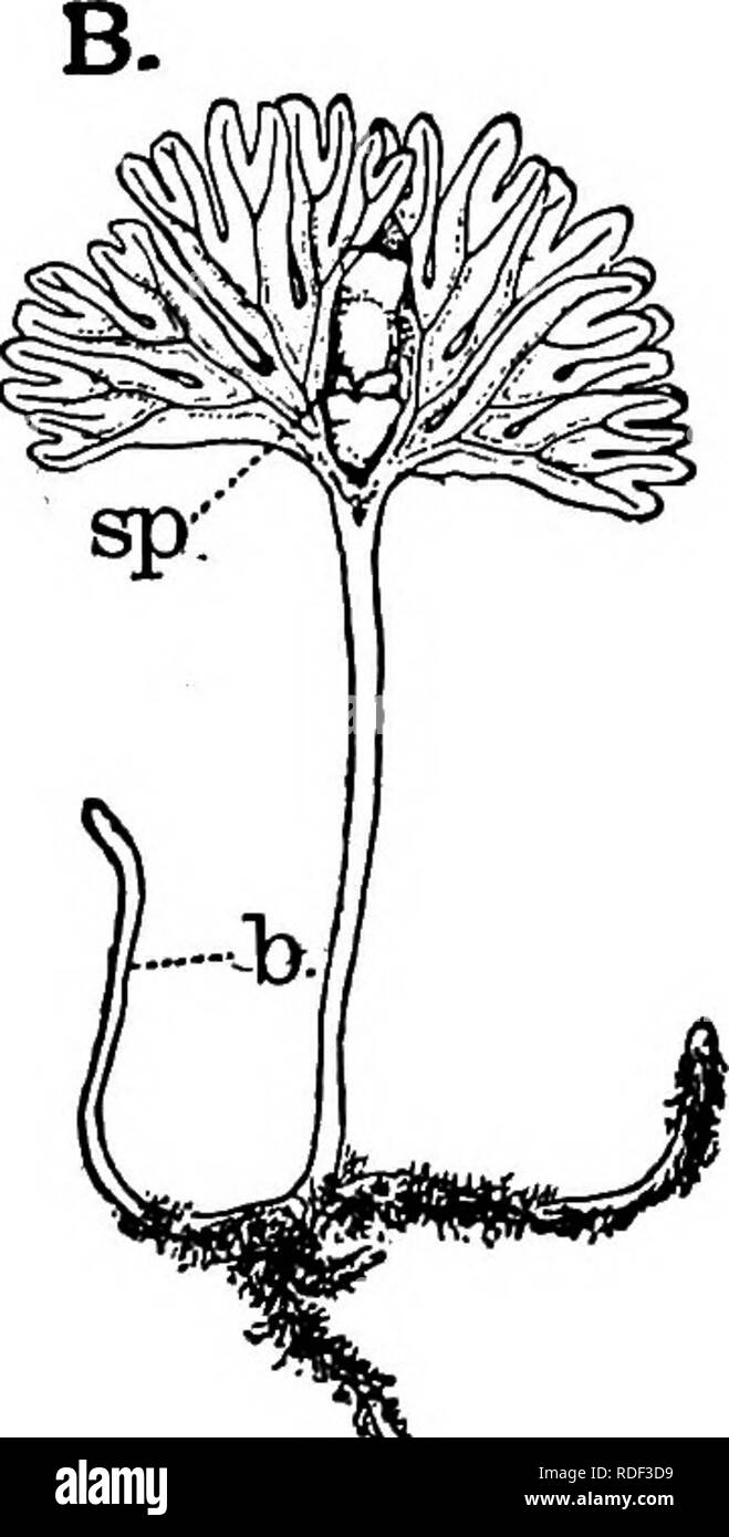 . The structure and development of mosses and ferns (Archegoniatae ...