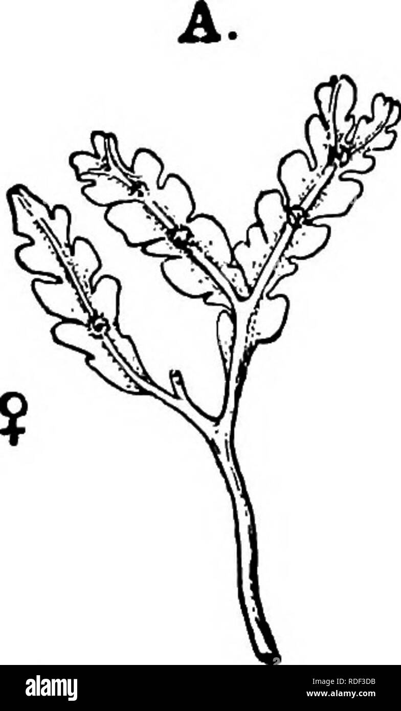 . The structure and development of mosses and ferns (Archegoniatae ...