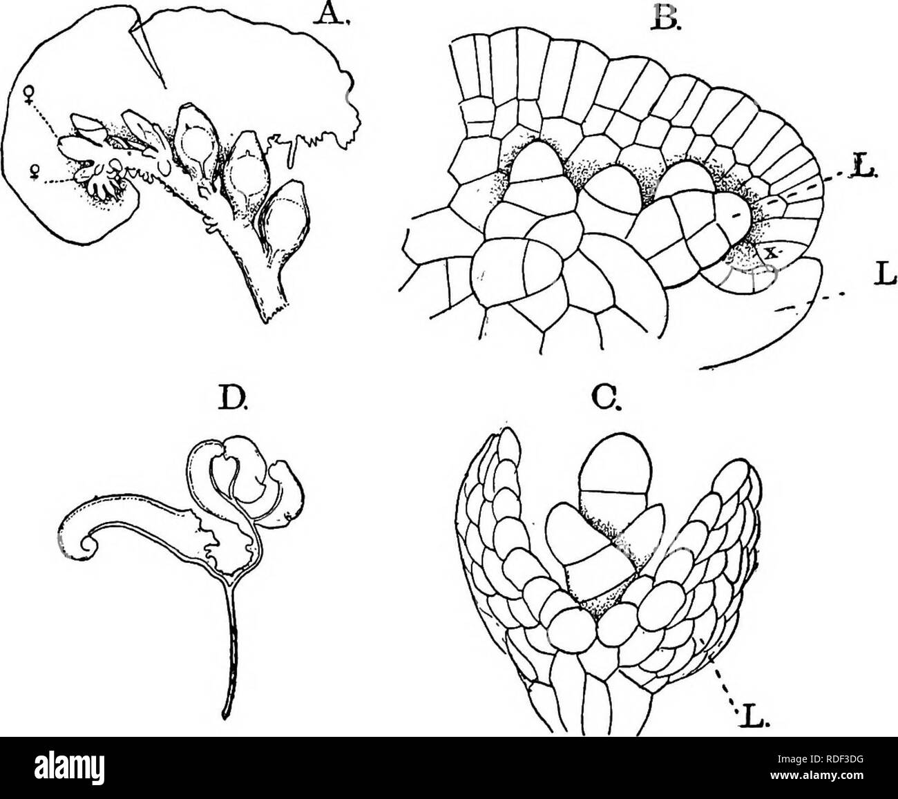 . The structure and development of mosses and ferns (Archegoniatae ...