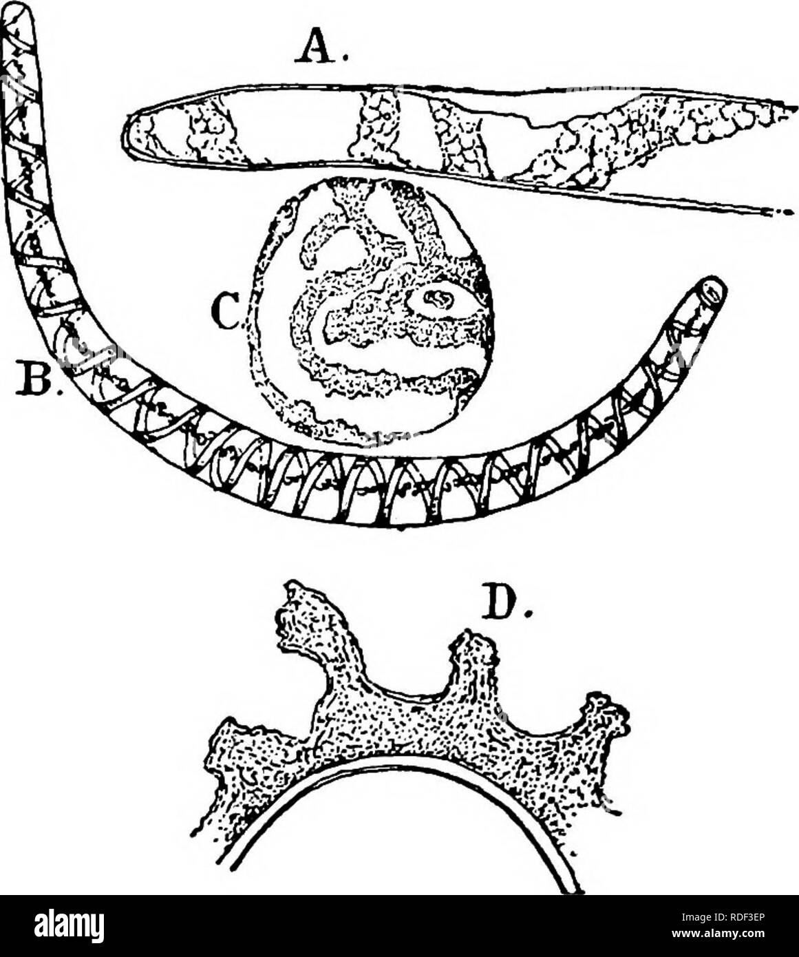 . The structure and development of mosses and ferns (Archegoniatae ...