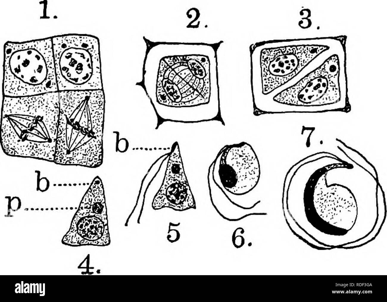 . The structure and development of mosses and ferns (Archegoniatae ...