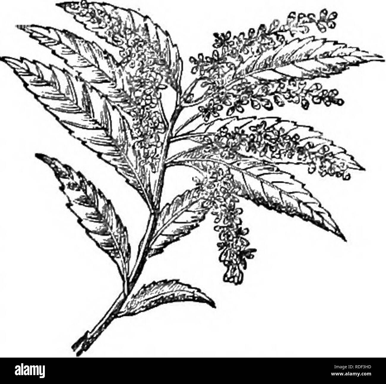Plants of nepal Cut Out Stock Images & Pictures - Alamy