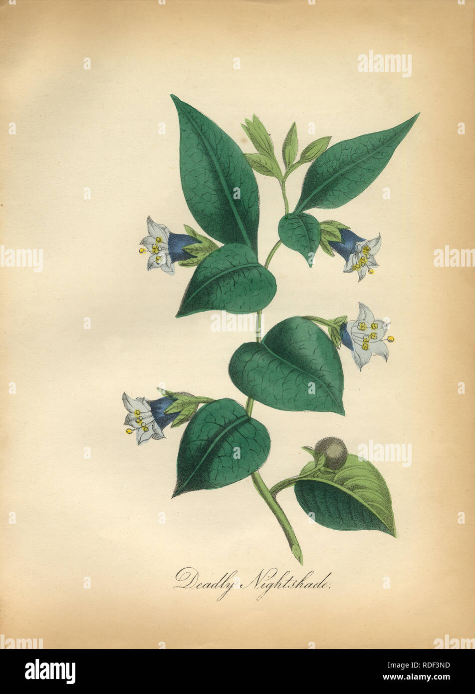 Antique Hand-Colored American Victorian Botanical Illustration, Circa ...