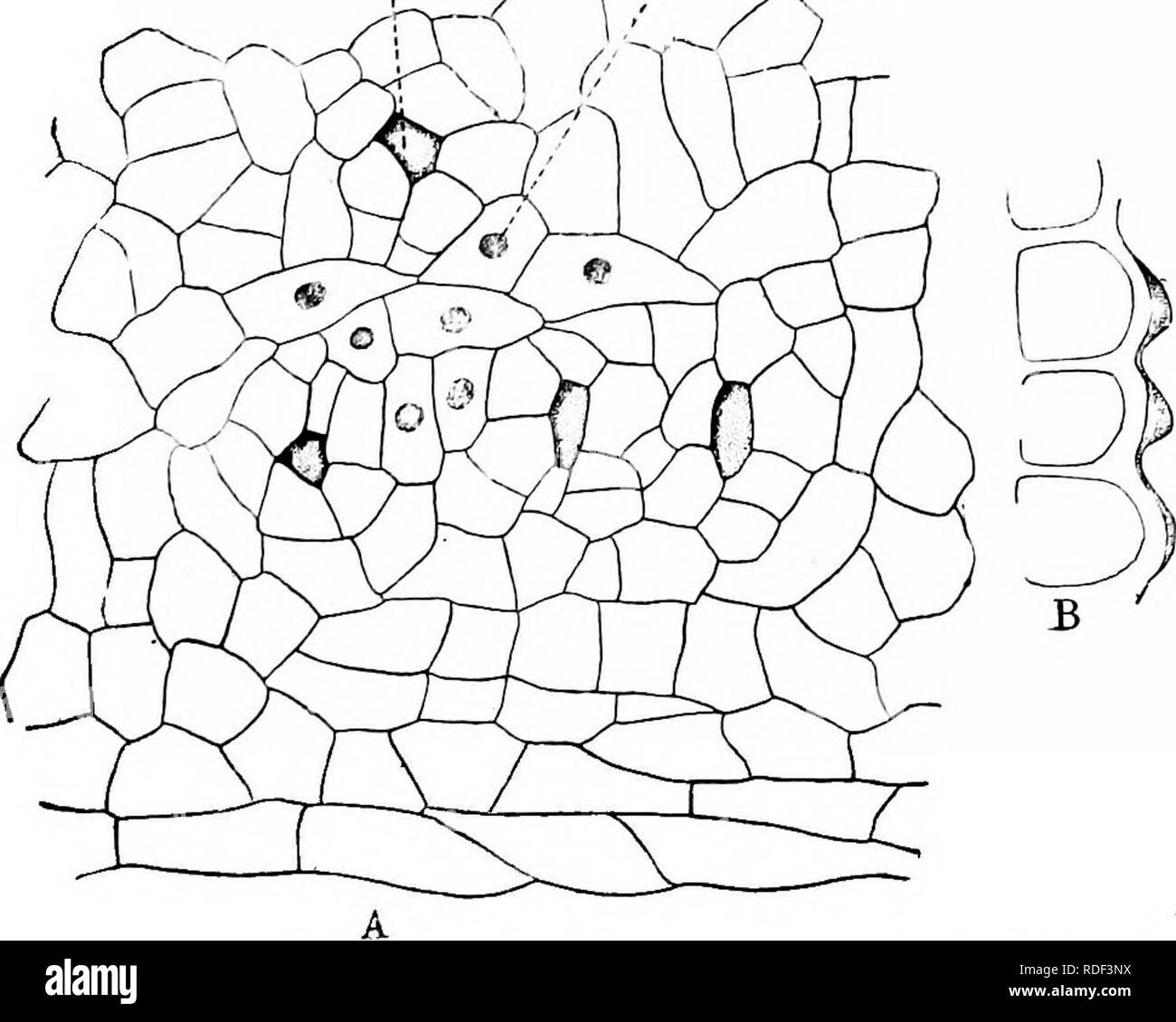 . Fossil plants : for students of botany and geology . Paleobotany. Fie ...