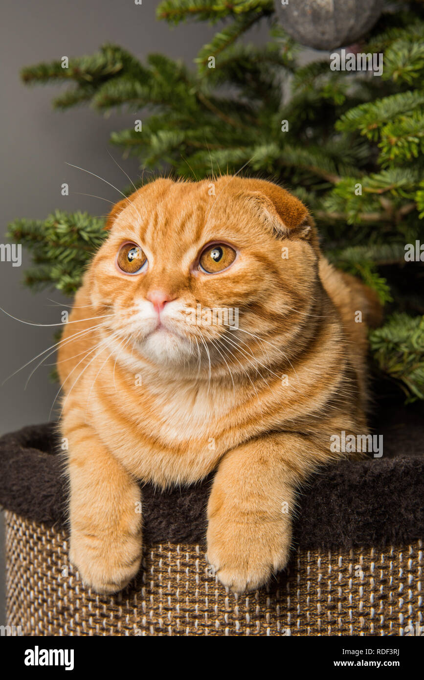 Scottish Fold red cat portrait Stock Photo - Alamy