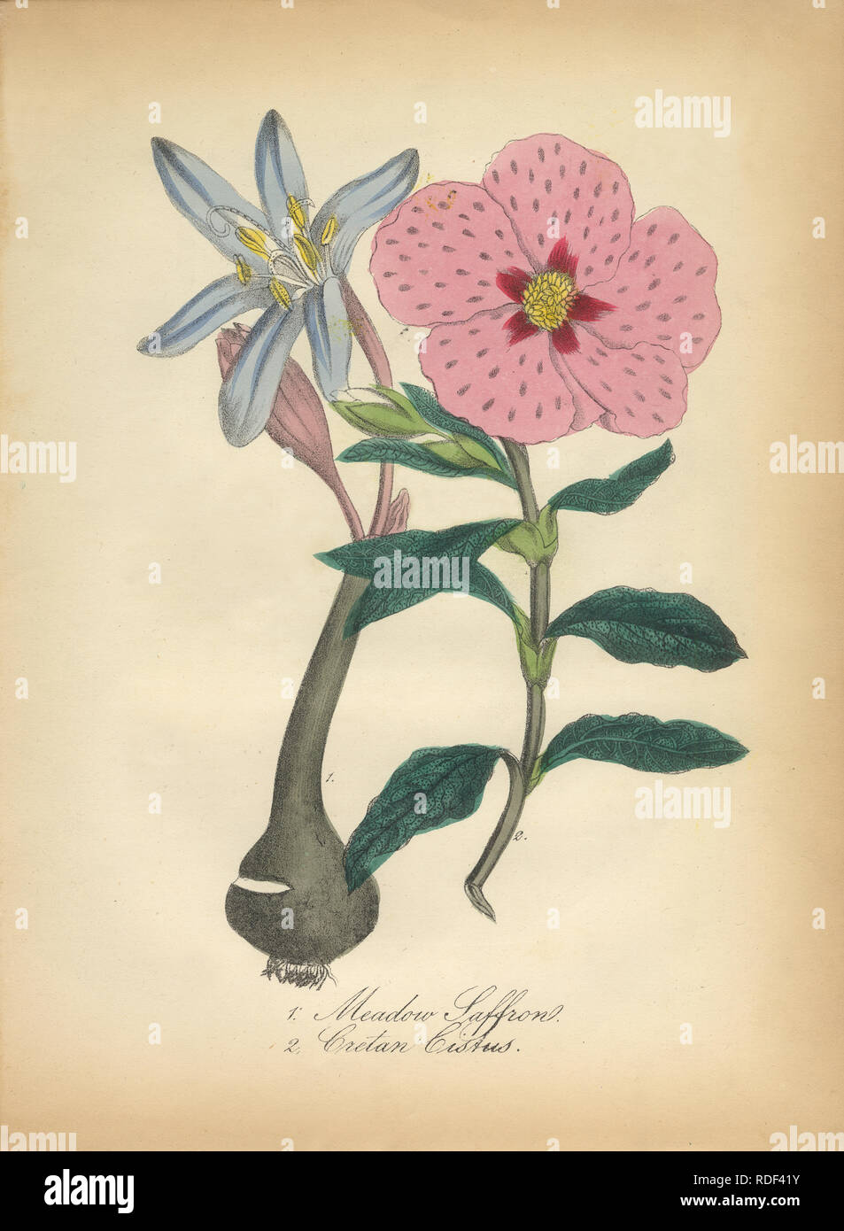 Antique Hand-Colored American Victorian Botanical Illustration, Circa ...