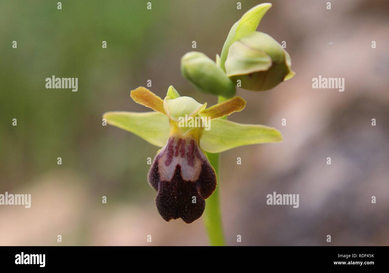 Ophrys fusca hi-res stock photography and images - Alamy