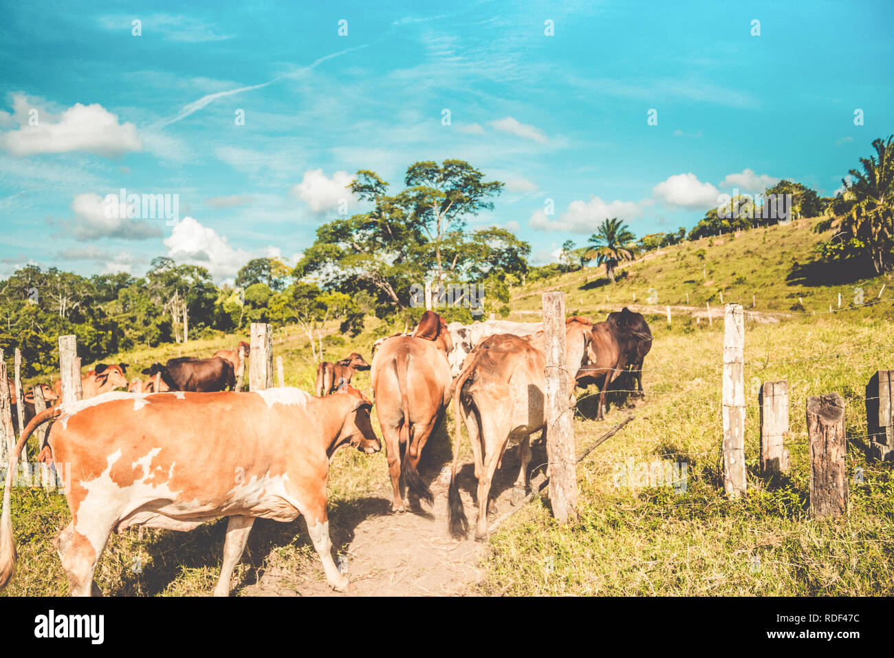 Brazil Cattle Ranch Stock Photos & Brazil Cattle Ranch Stock Images - Alamy