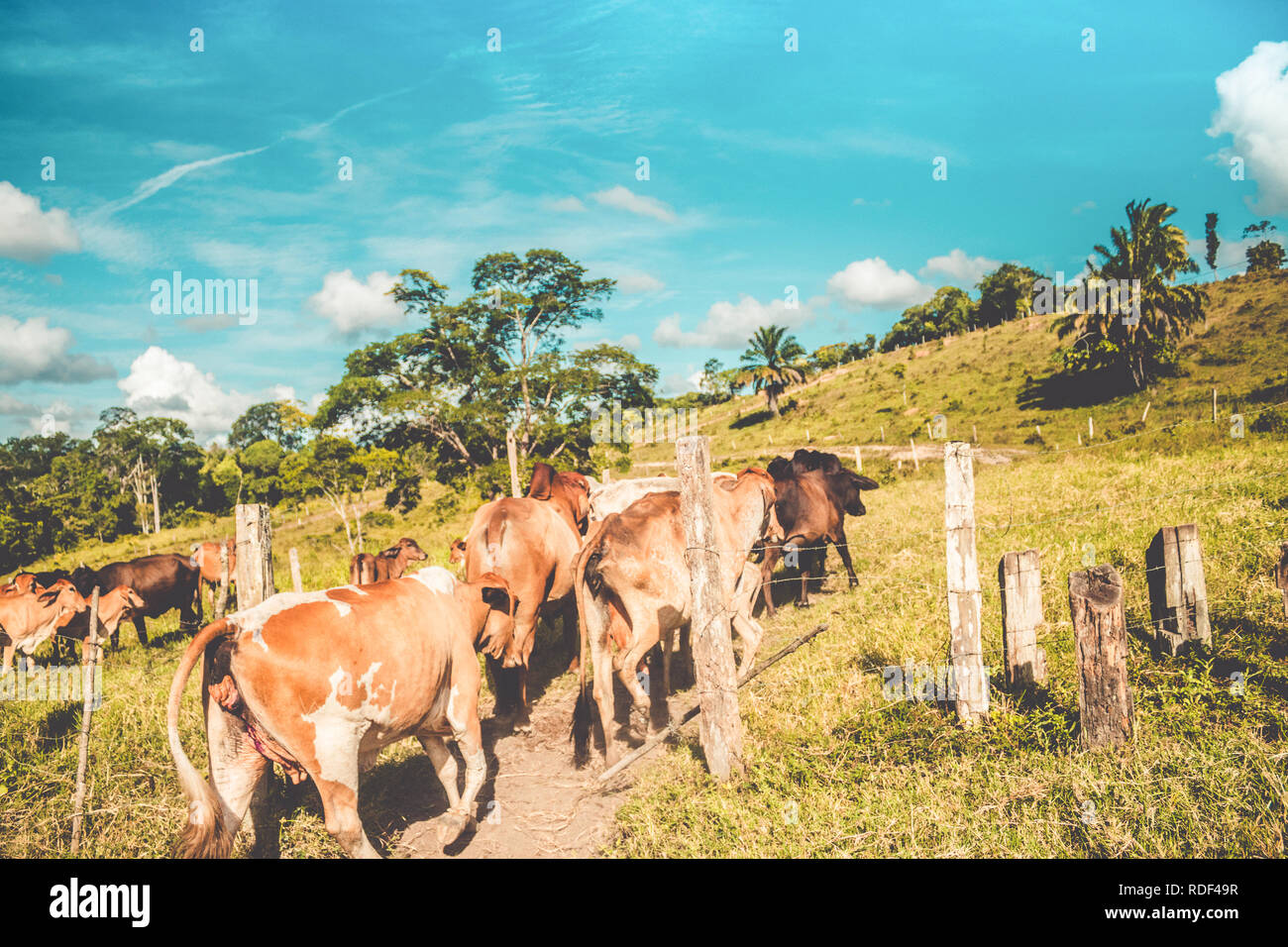gathering the cattle on small farm Stock Photo - Alamy