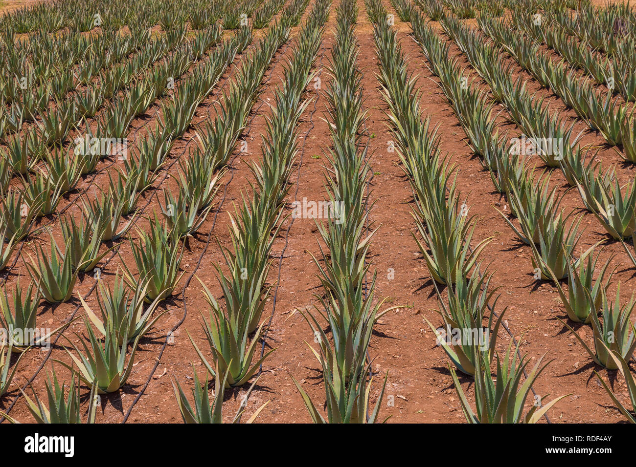 Aloe vera plantation in the heart of the island of Gran Canaria Stock ...