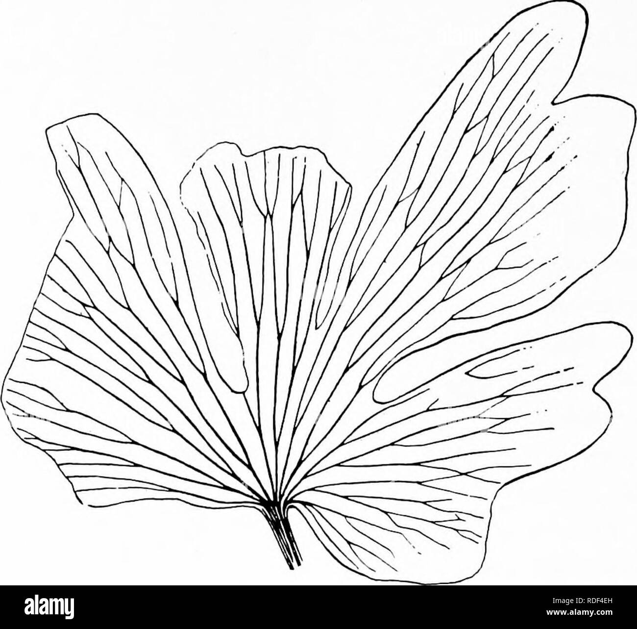 . Fossil plants : for students of botany and geology . Paleobotany. 430 ...