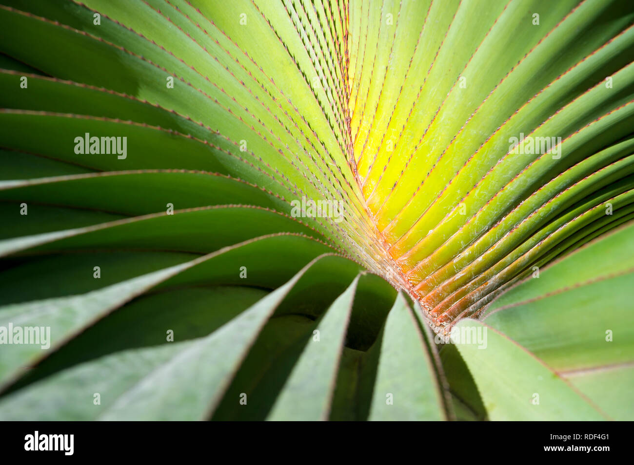 Natural abstract background of tropical palm fronds in a close-up ...