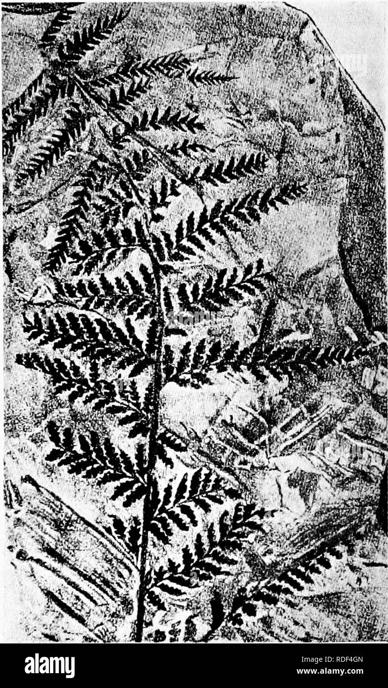 Dactylotheca fossil fern Black and White Stock Photos & Images - Alamy