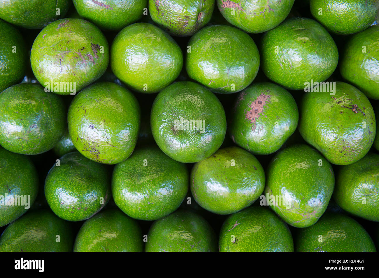 Stack of fresh shiny green avocados in a full frame close-up background ...