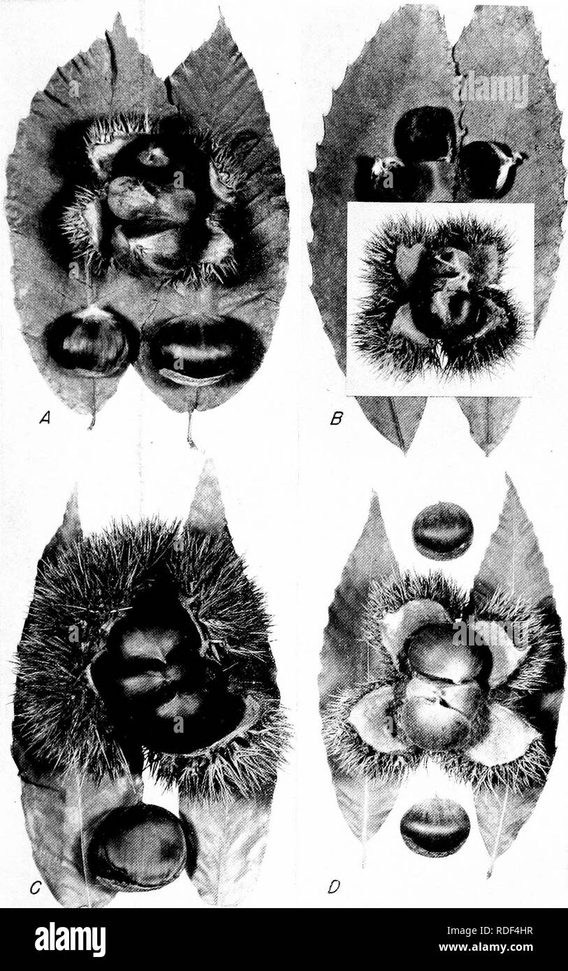 American chestnut blight Cut Out Stock Images & Pictures - Alamy