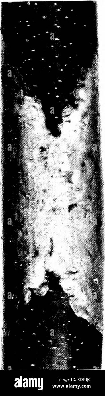 Sapwood decay hi-res stock photography and images - Alamy