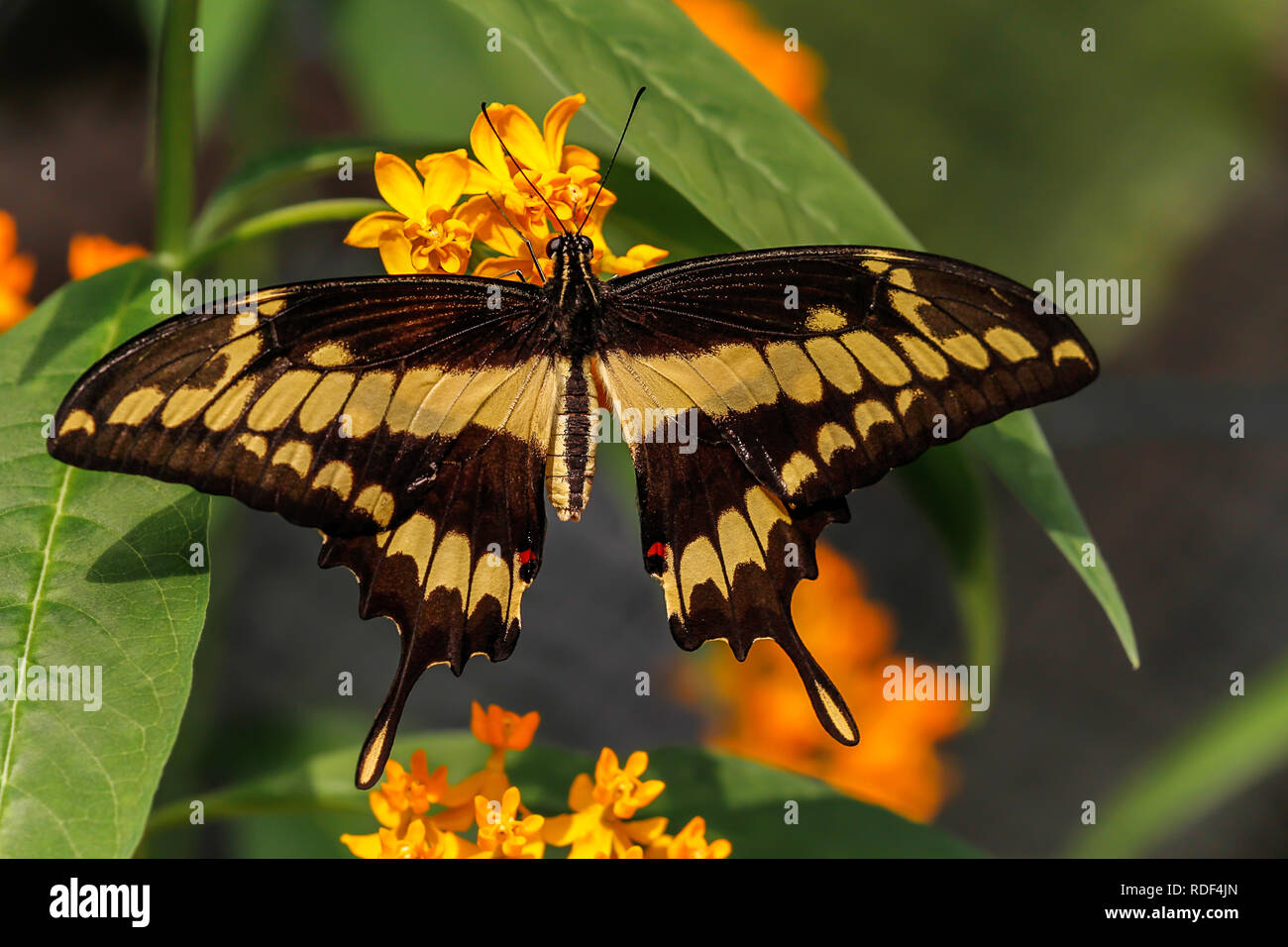 giant swallowtail, king swallowtail resting with spread wings on a ...