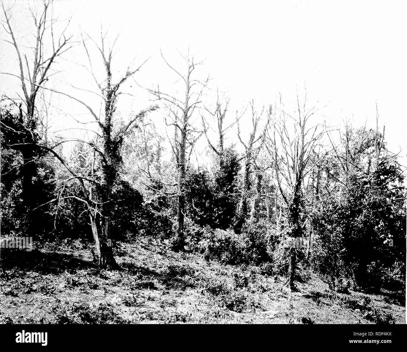 Chestnut blight american hi-res stock photography and images - Alamy