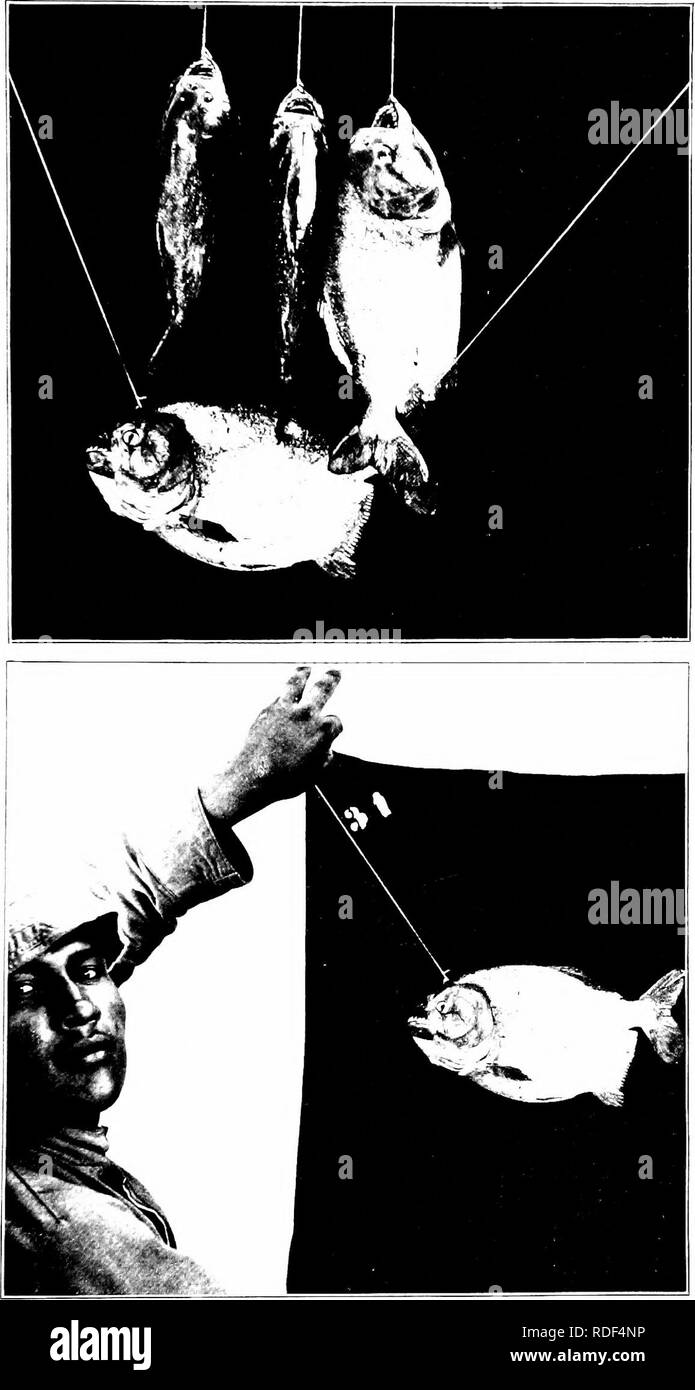 Man eating piranha Black and White Stock Photos & Images - Alamy