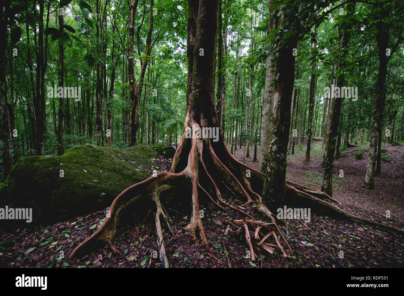 A Tree and its Roots in a Forest in Bali Stock Photo - Alamy