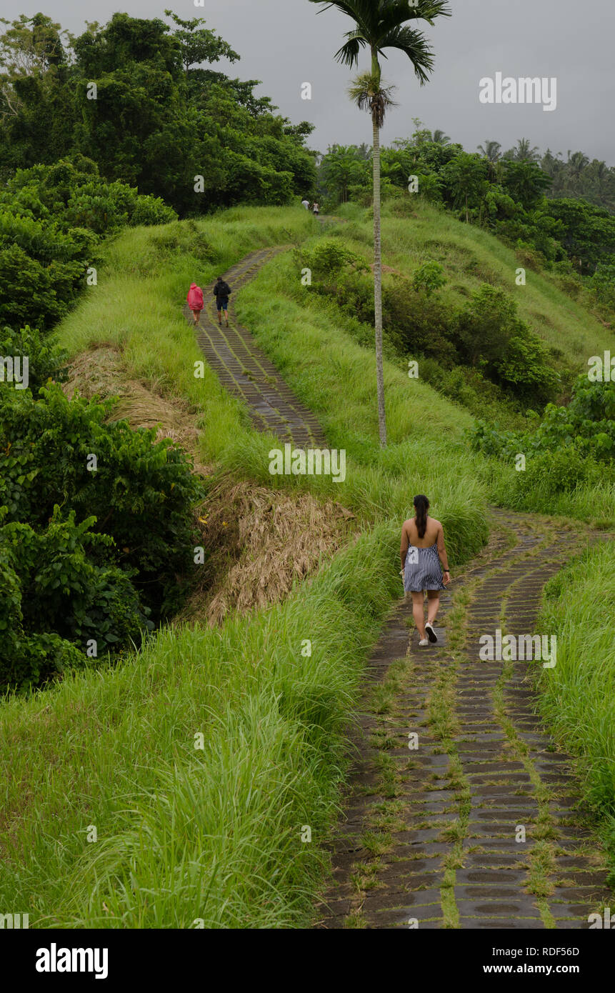 Campuhan Ridge Walk Ubud/Bali - Above the Jungle Stock Photo - Alamy