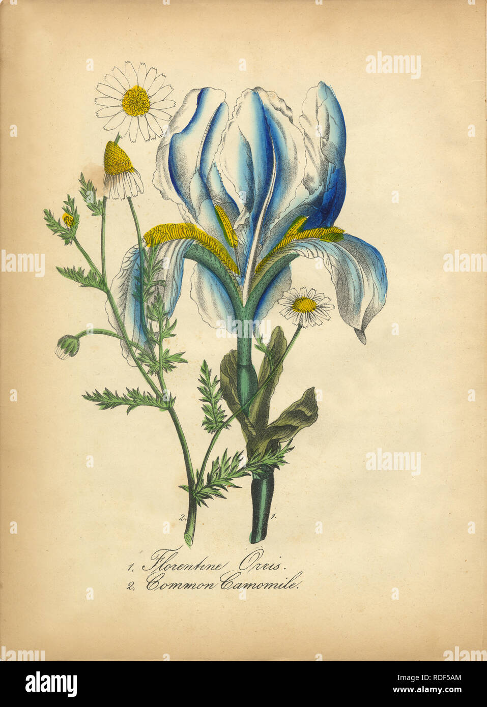 Antique Hand-Colored American Victorian Botanical Illustration, Circa ...