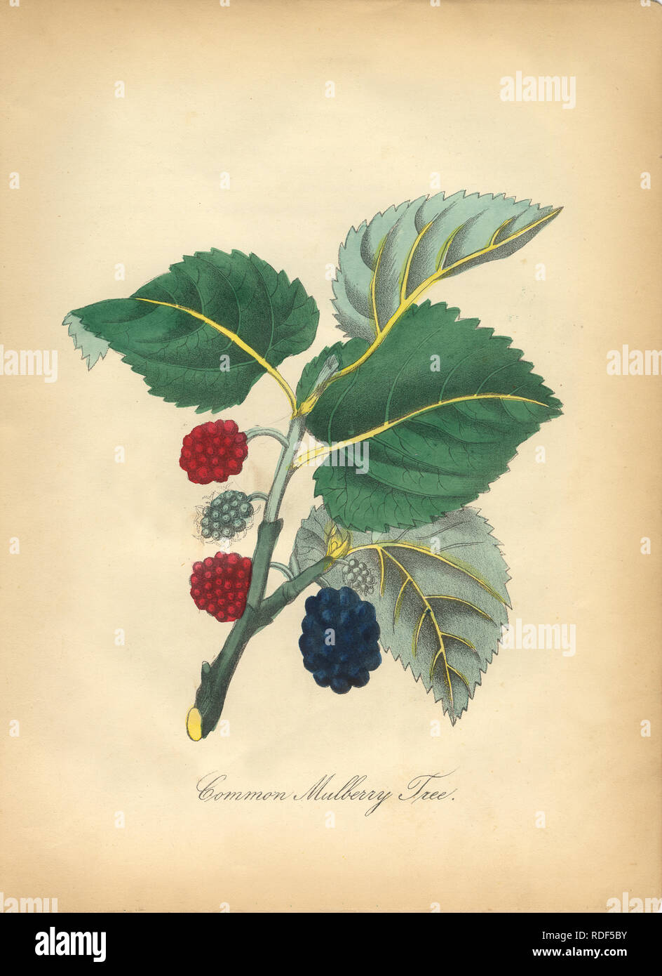Antique Hand-Colored American Victorian Botanical Illustration, Circa ...