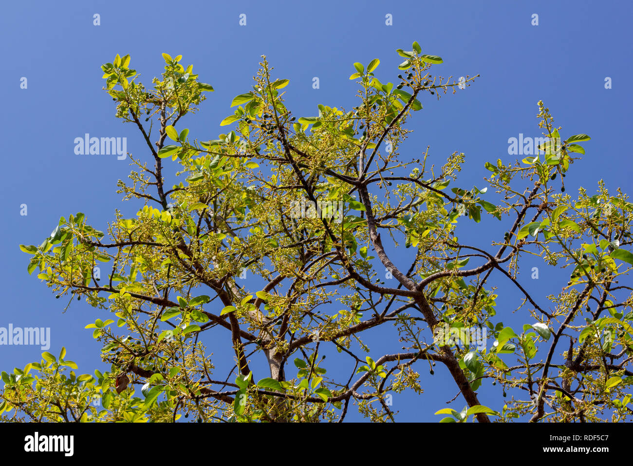 Branch of a tree with its leaves small fruits Stock Photo - Alamy