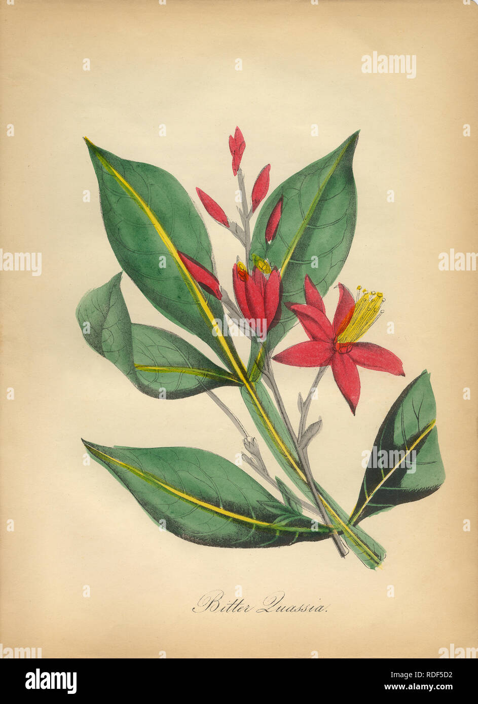 Antique Hand-Colored American Victorian Botanical Illustration, Circa ...