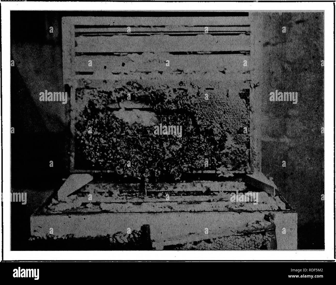 American foulbrood hi-res stock photography and images - Alamy